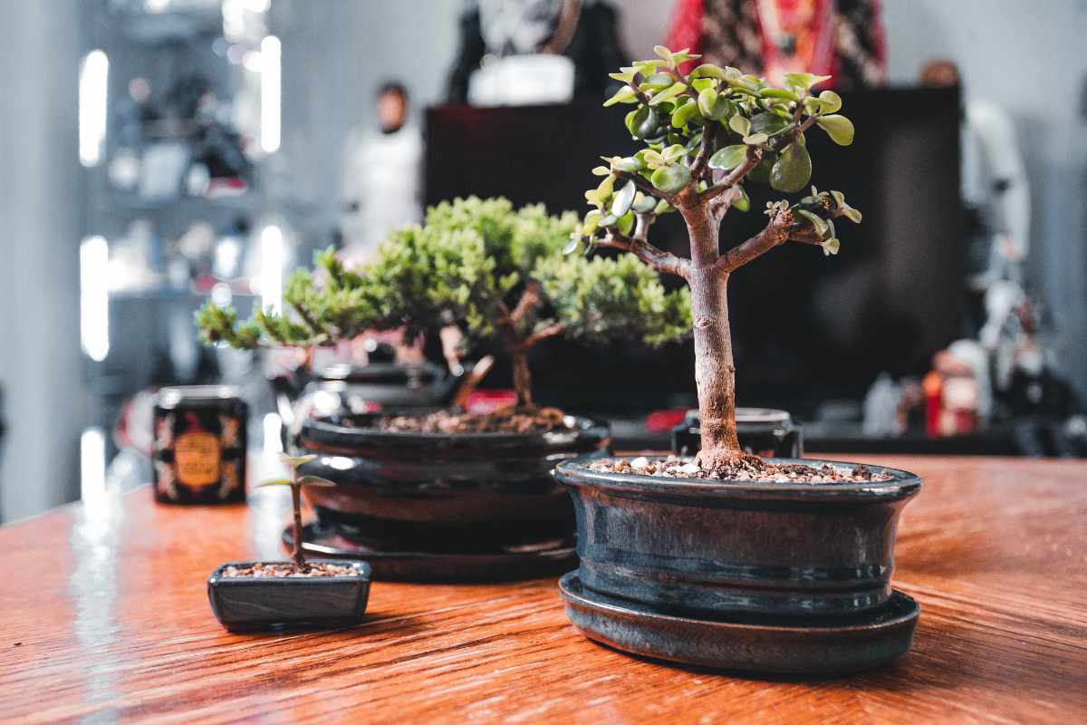 How to Repot Bonsai Trees for Maximum Growth and Beauty