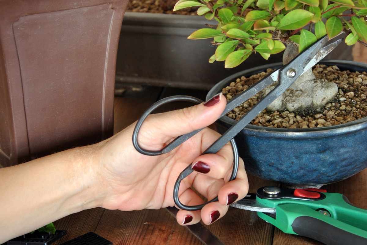 How to Repot Bonsai Trees for Maximum Growth and Beauty
