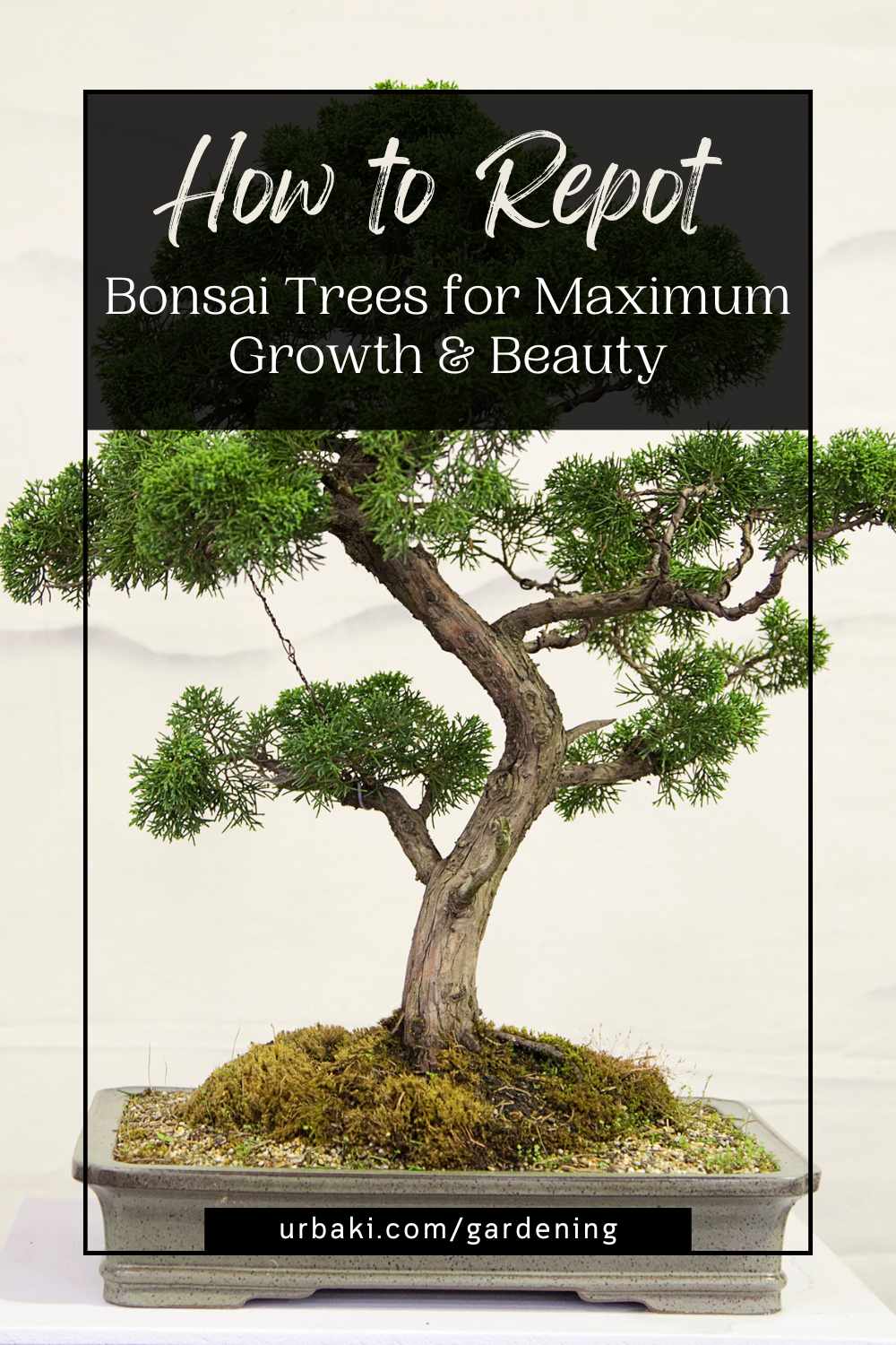 How to Repot Bonsai Trees for Maximum Growth and Beauty