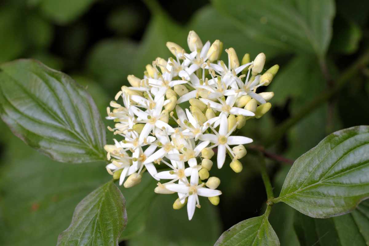 How to Grow the Red-Barked Dogwood Tree (Cornus sericea)