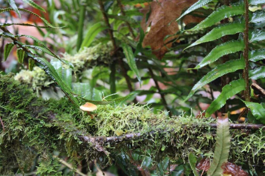 How to Use Mycorrhizal Fungi to Boost Your Plant’s Health