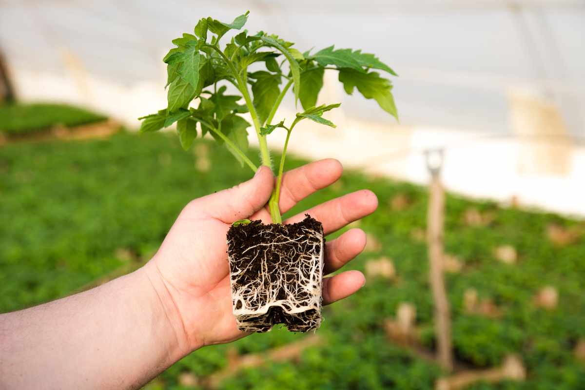 How to Use Mycorrhizal Fungi to Boost Your Plant’s Health