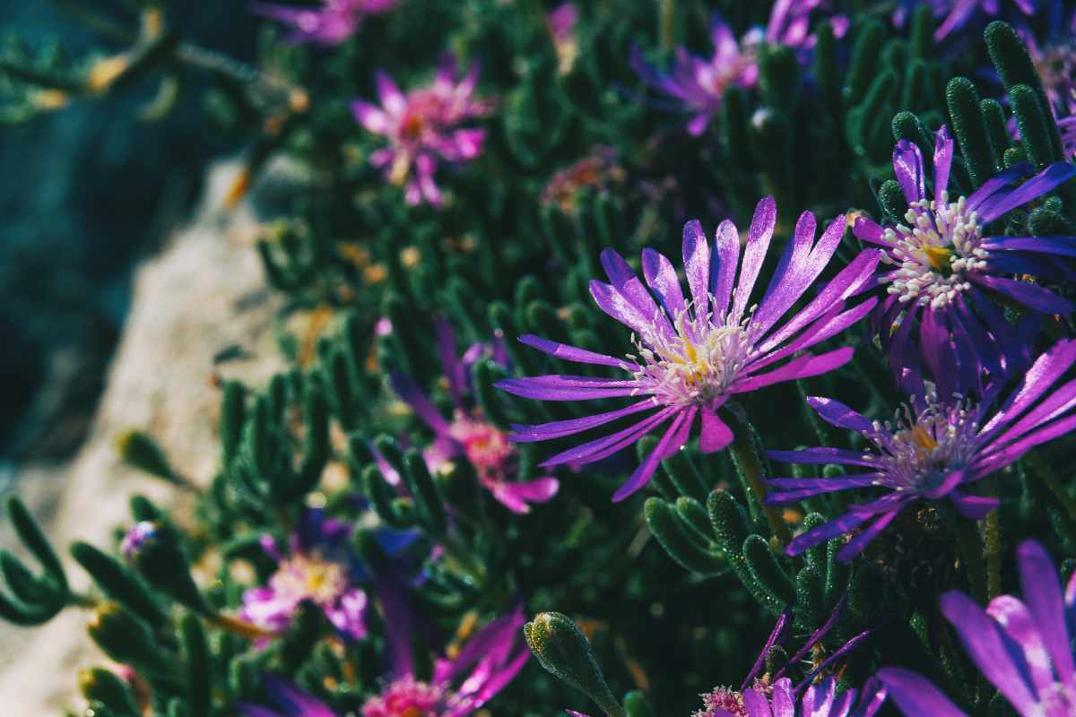 How to Care for the Hardy and Rare Ice Plant (Delosperma cooperi)