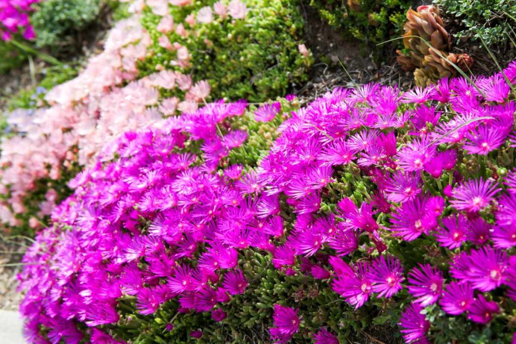 How to Care for the Hardy and Rare Ice Plant (Delosperma cooperi)