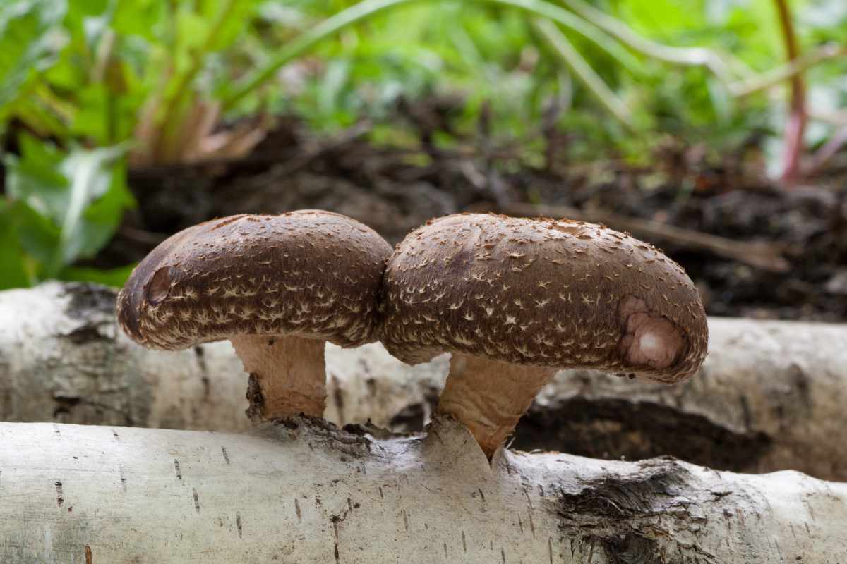 The Secrets to Growing the Exotic Shiitake Mushrooms on Logs