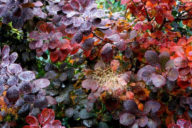How to Plant the Enigmatic and Beautiful Purple Smoke Tree (Cotinus ...