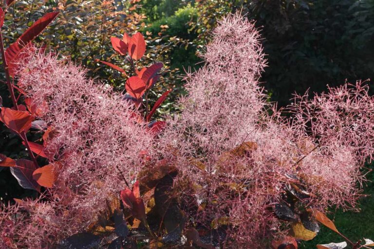 How to Plant the Enigmatic and Beautiful Purple Smoke Tree (Cotinus ...