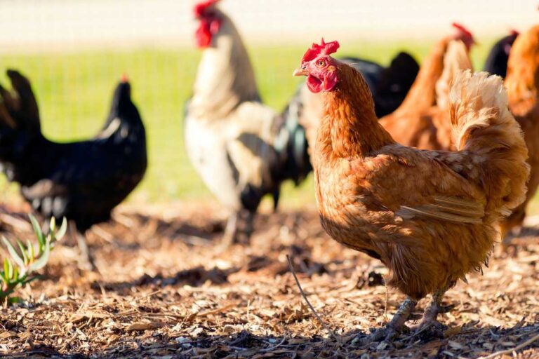 Creative Chicken Coop Ideas To Optimize Space