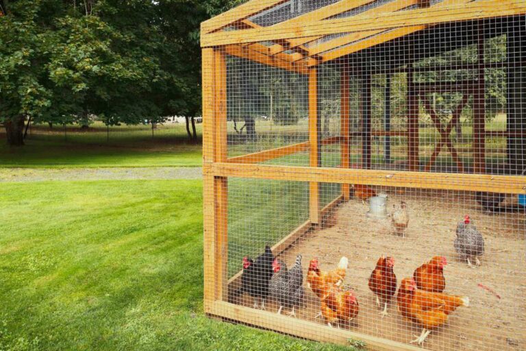 Creative Chicken Coop Ideas To Optimize Space