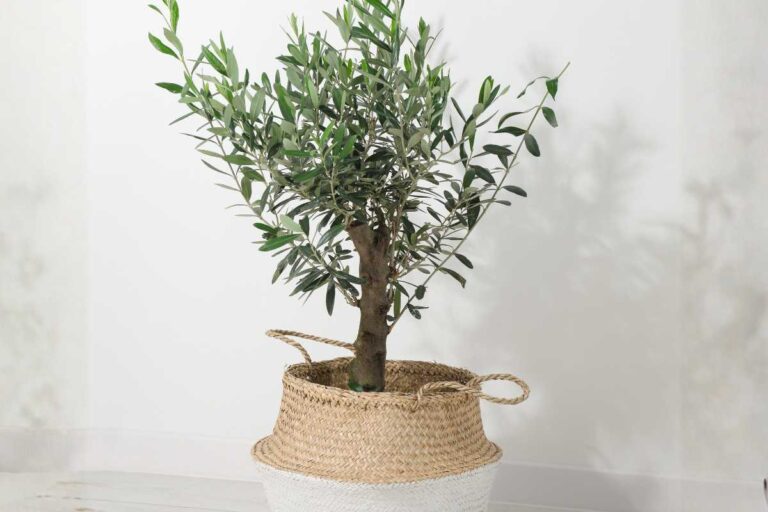Olive Tree in Pot: Simple Care & Growing Tips