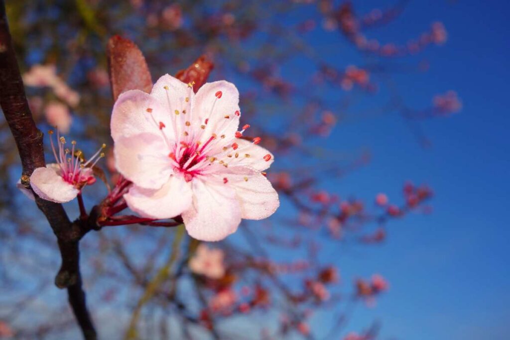 Why Your Cherry Blossom Tree Isn’t Flowering (and How to Fix It)