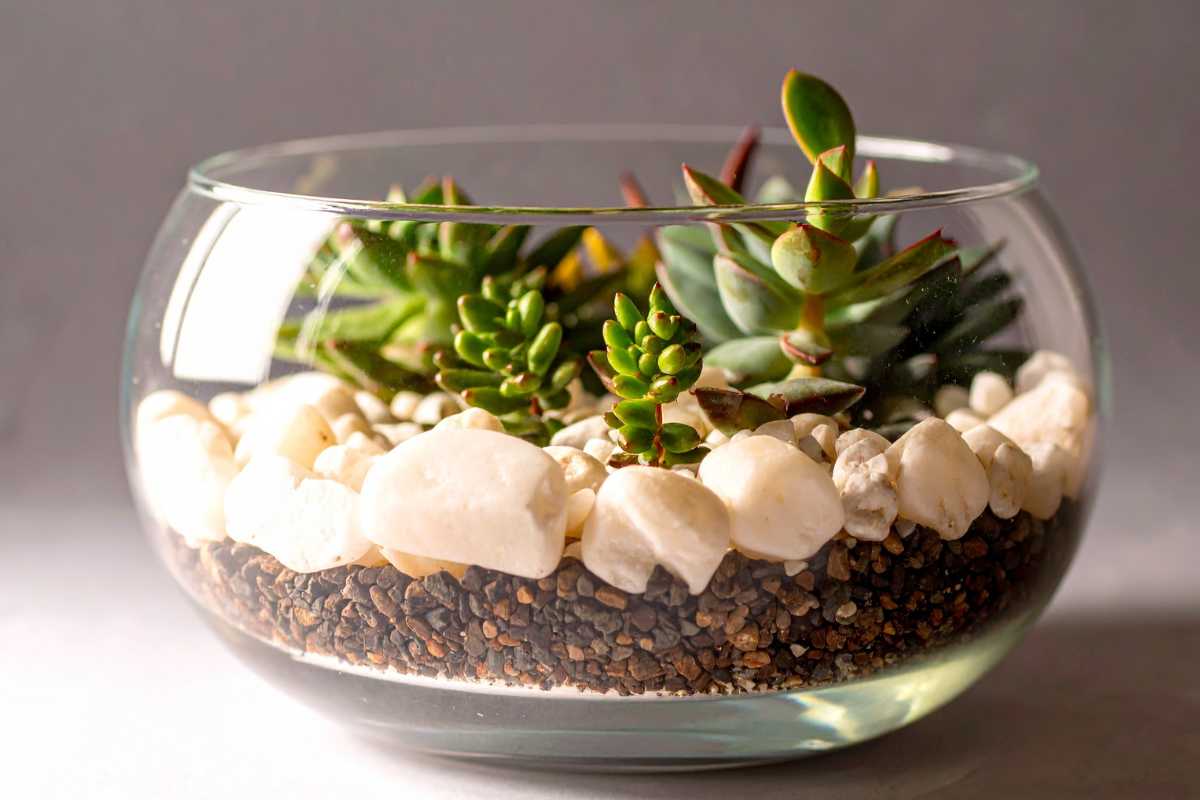 5 Creative Succulent Terrariums: Ideas for Decor