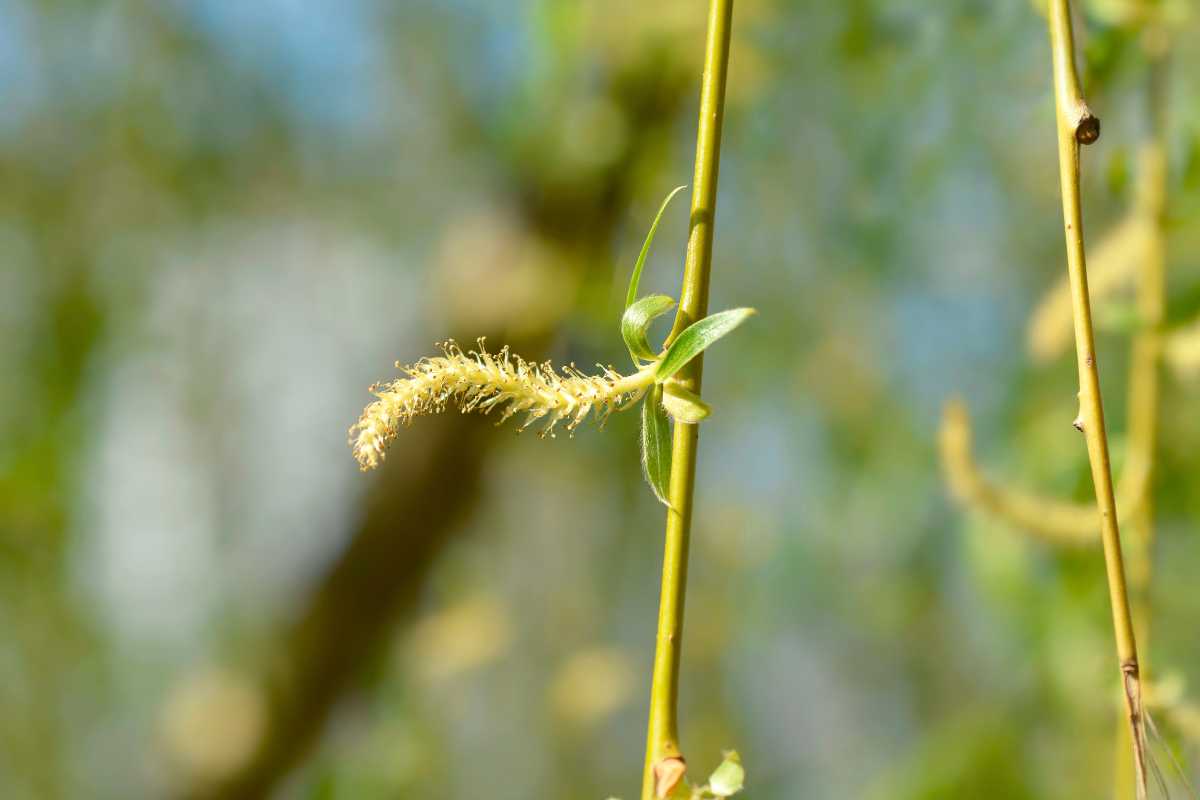 5 Tactics To Grow Weeping Willow Tree