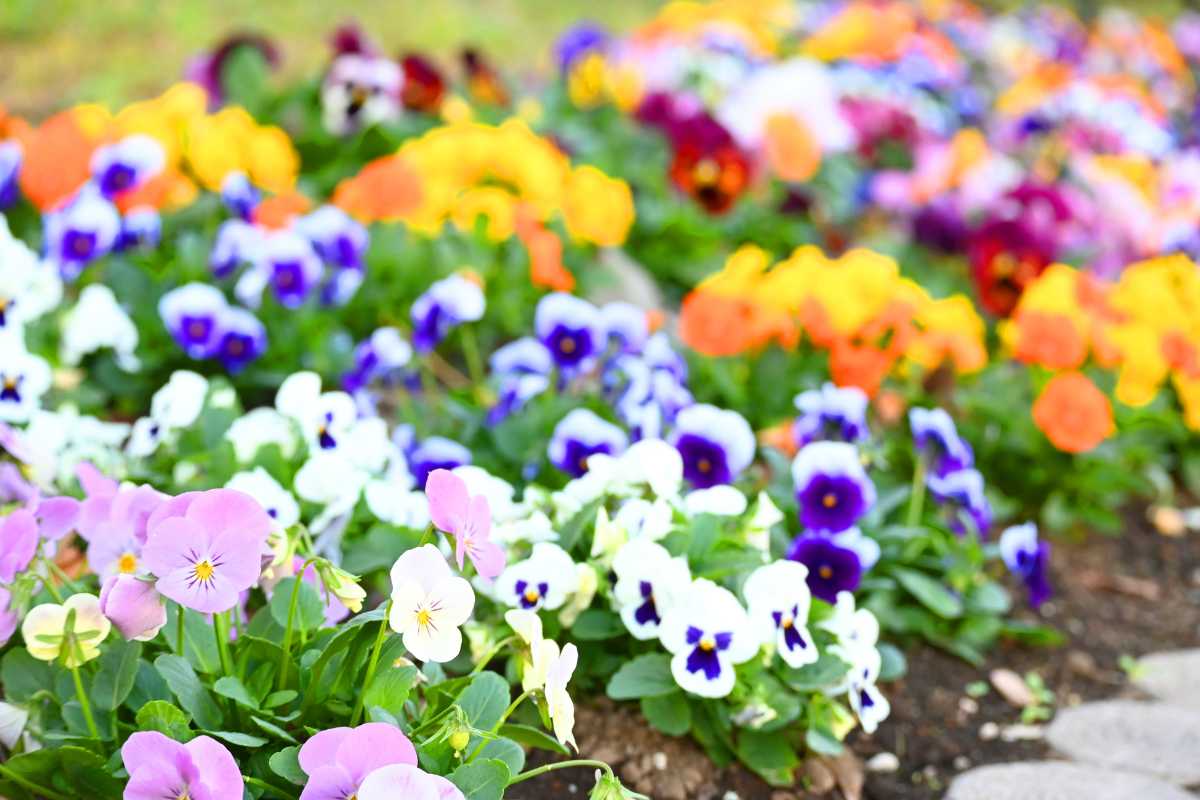 7 Mistakes That Ruin Your Raised Flower Beds (and How to Fix Them)