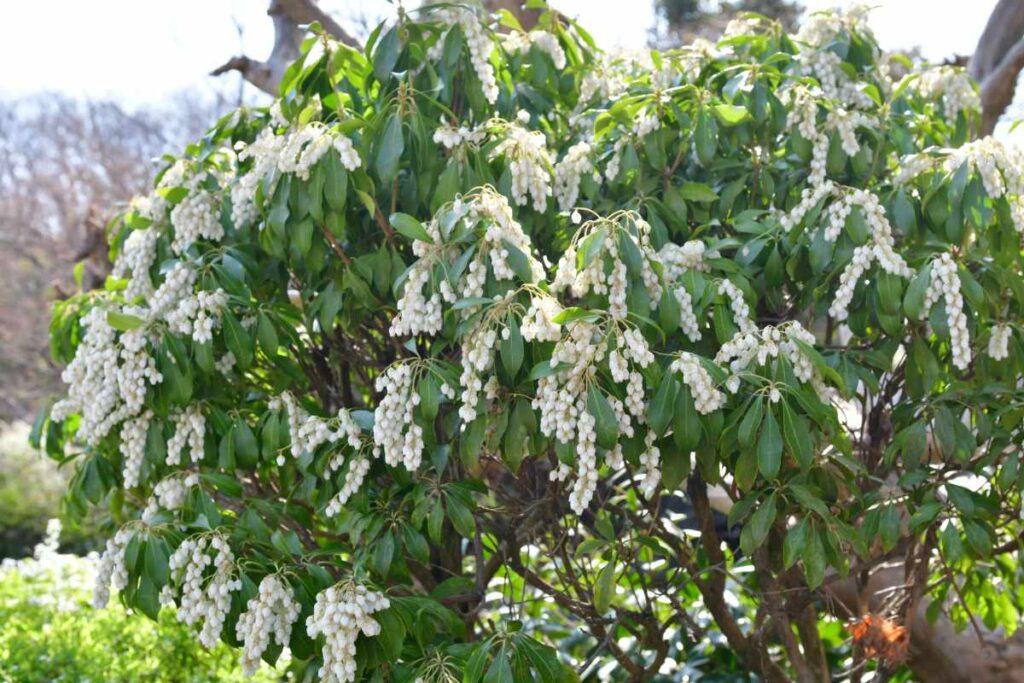 5 Evergreen White Flower Shrubs For Year-Round Charm