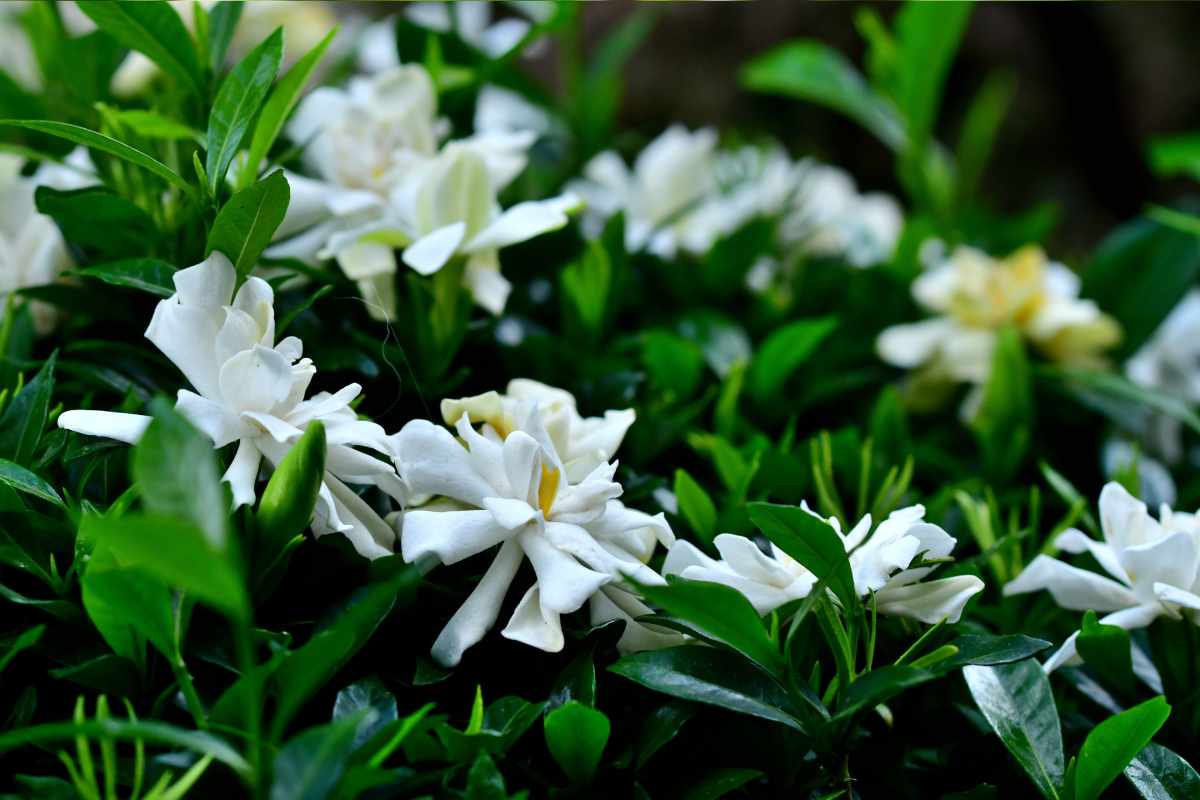 5 Evergreen White Flower Shrubs For Year-Round Charm