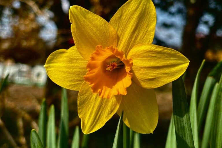 Birth Flowers By Month: Meaning Of Your Birthday Bloom
