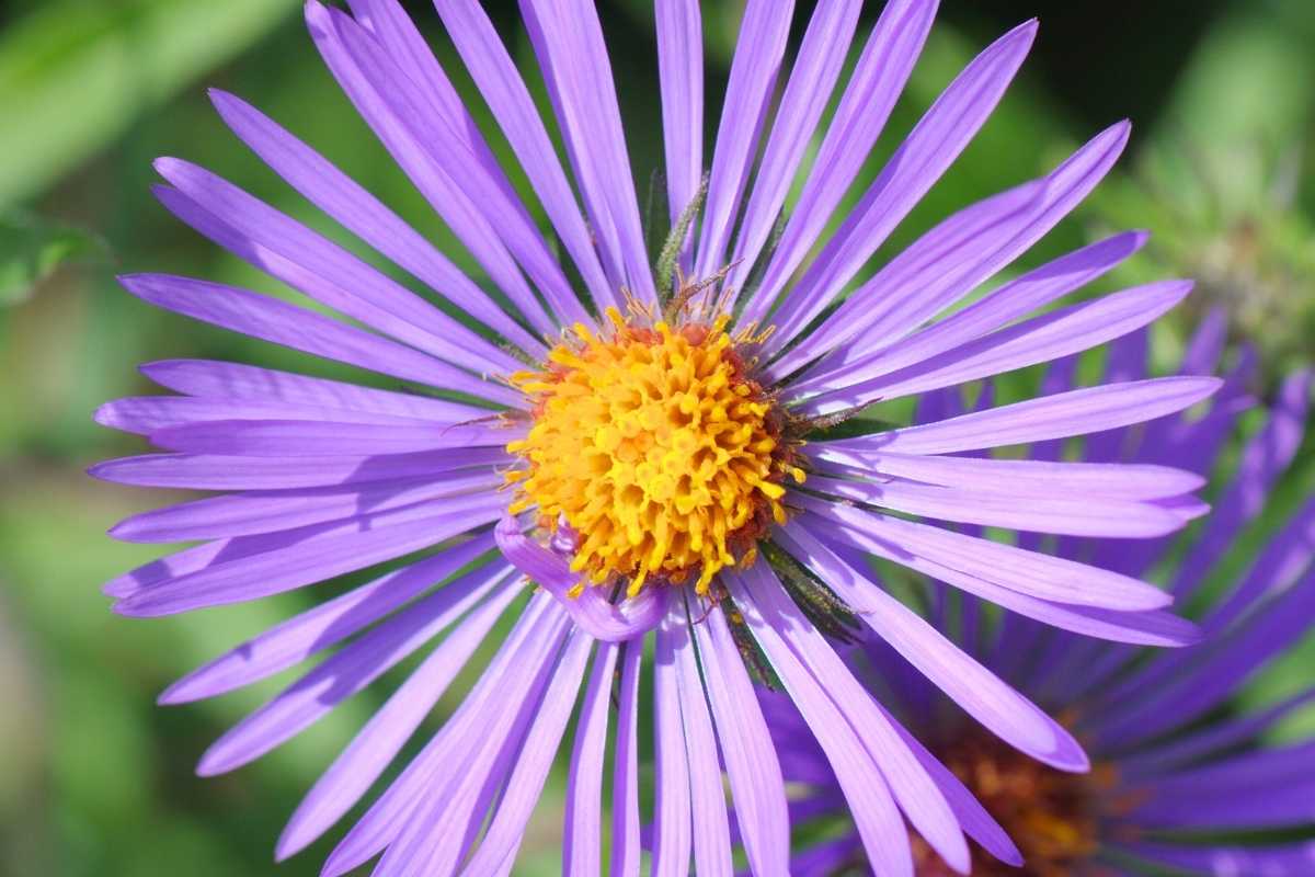 Types Of Aster Flowers: A Complete Garden Guide