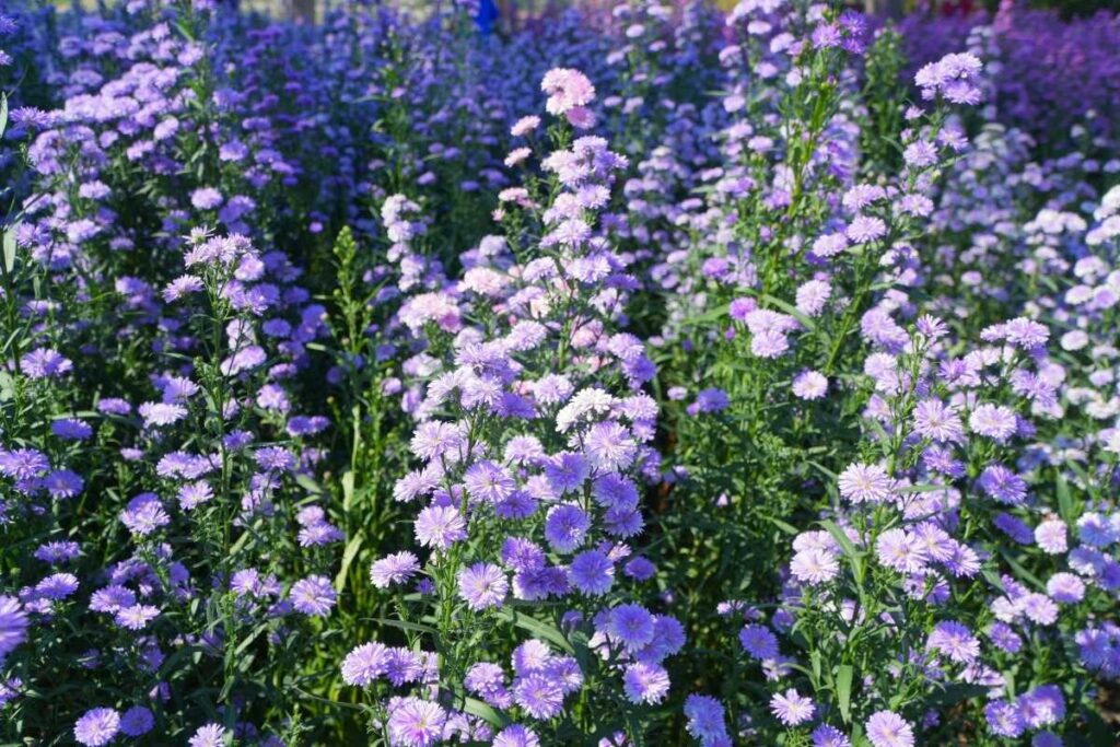 Types Of Aster Flowers: A Complete Garden Guide