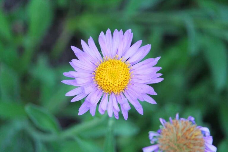 Types Of Aster Flowers: A Complete Garden Guide