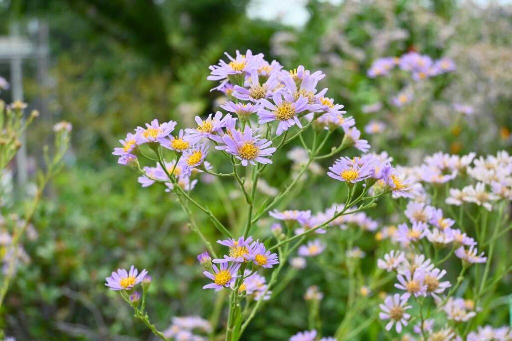 Types Of Aster Flowers: A Complete Garden Guide