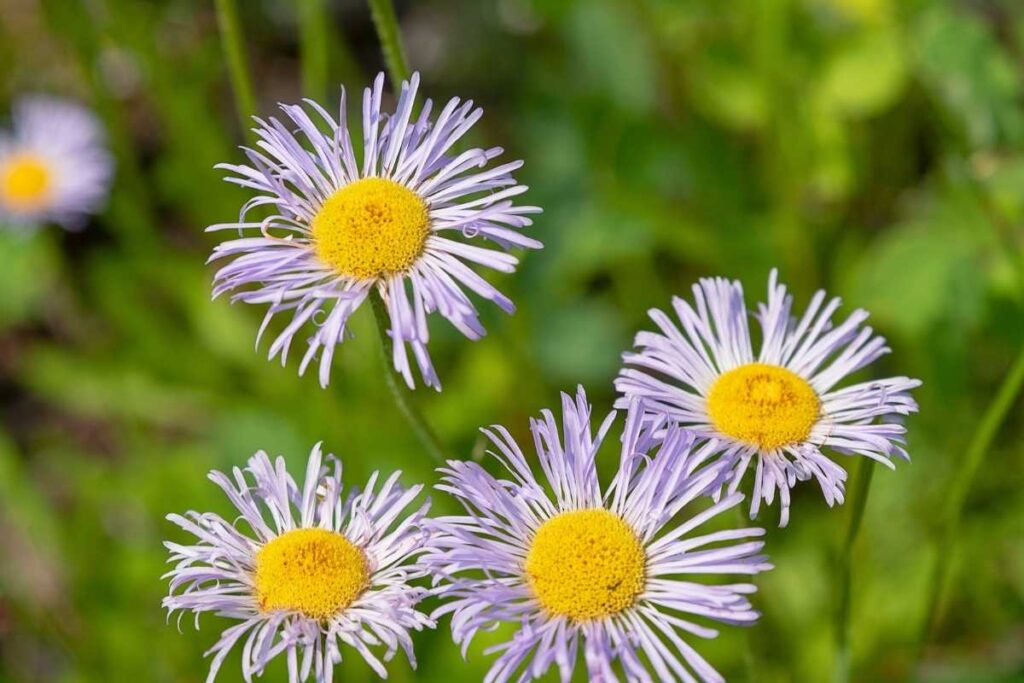 Types Of Aster Flowers: A Complete Garden Guide