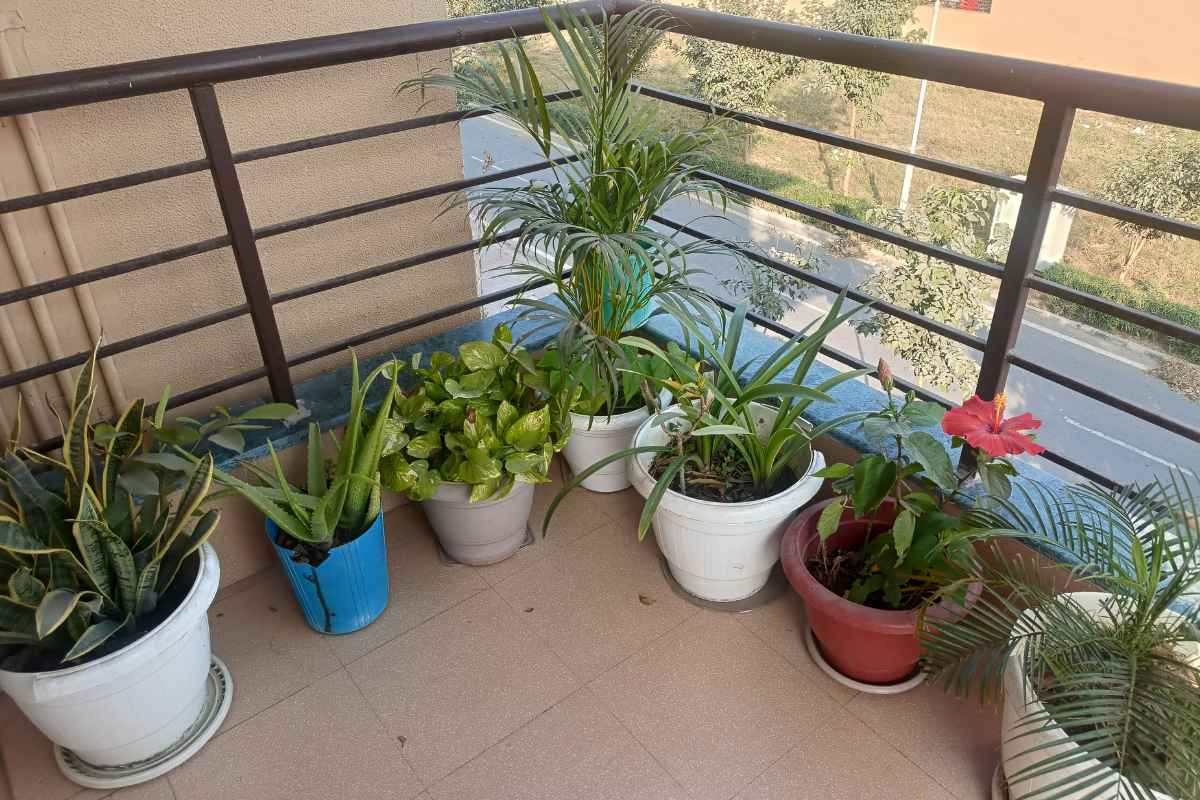 Urban Gardening Balcony: 7 Steps to Create Yours