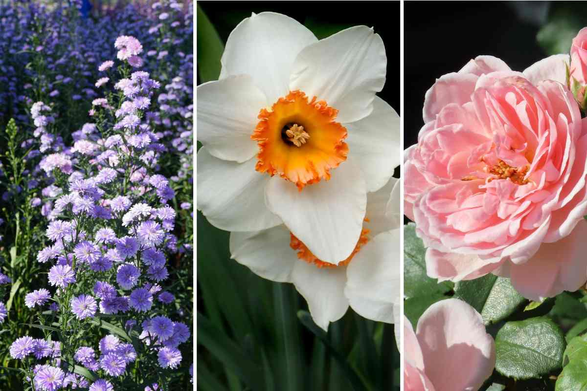 3 Flower Garden Ideas For Colorful Beds All Season