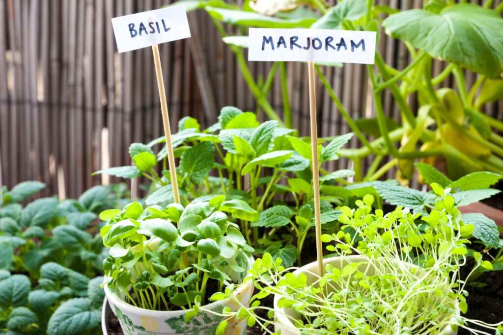 3 Outside Herb Garden Ideas for Partial Sun (That Actually Work)