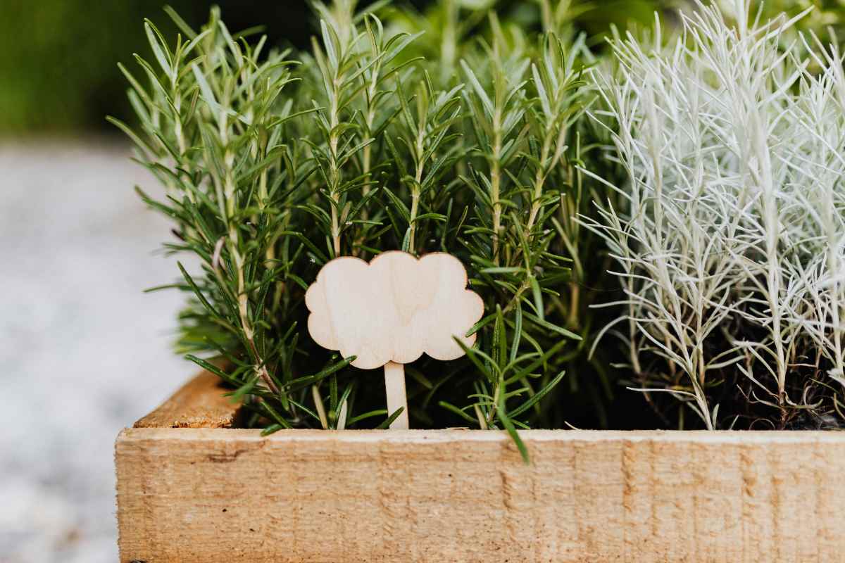 3 Outside Herb Garden Ideas for Partial Sun (That Actually Work)