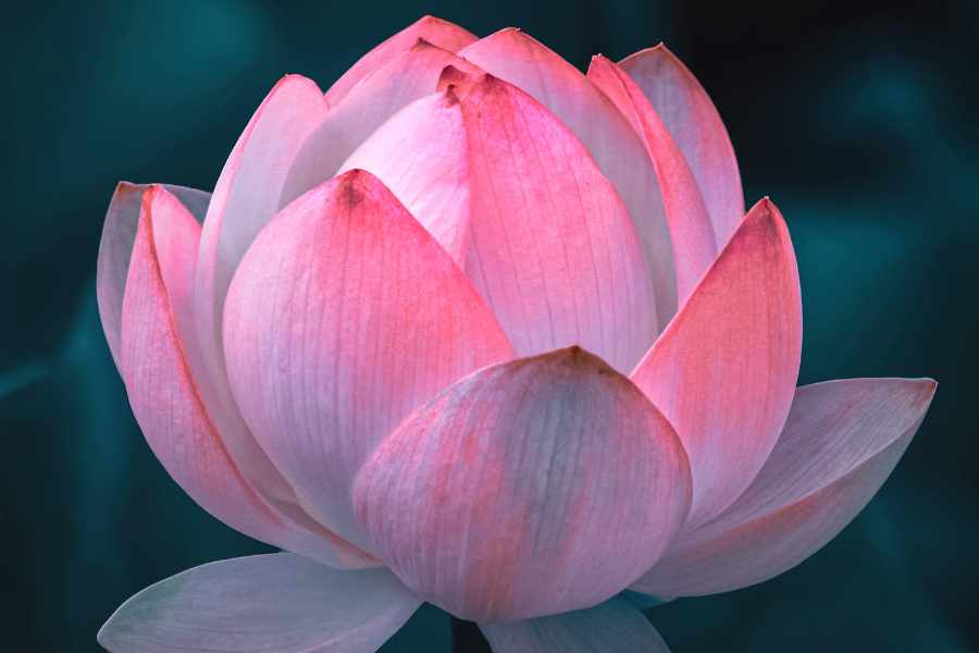 How to Use Flowers for Good Feng Shui at Home