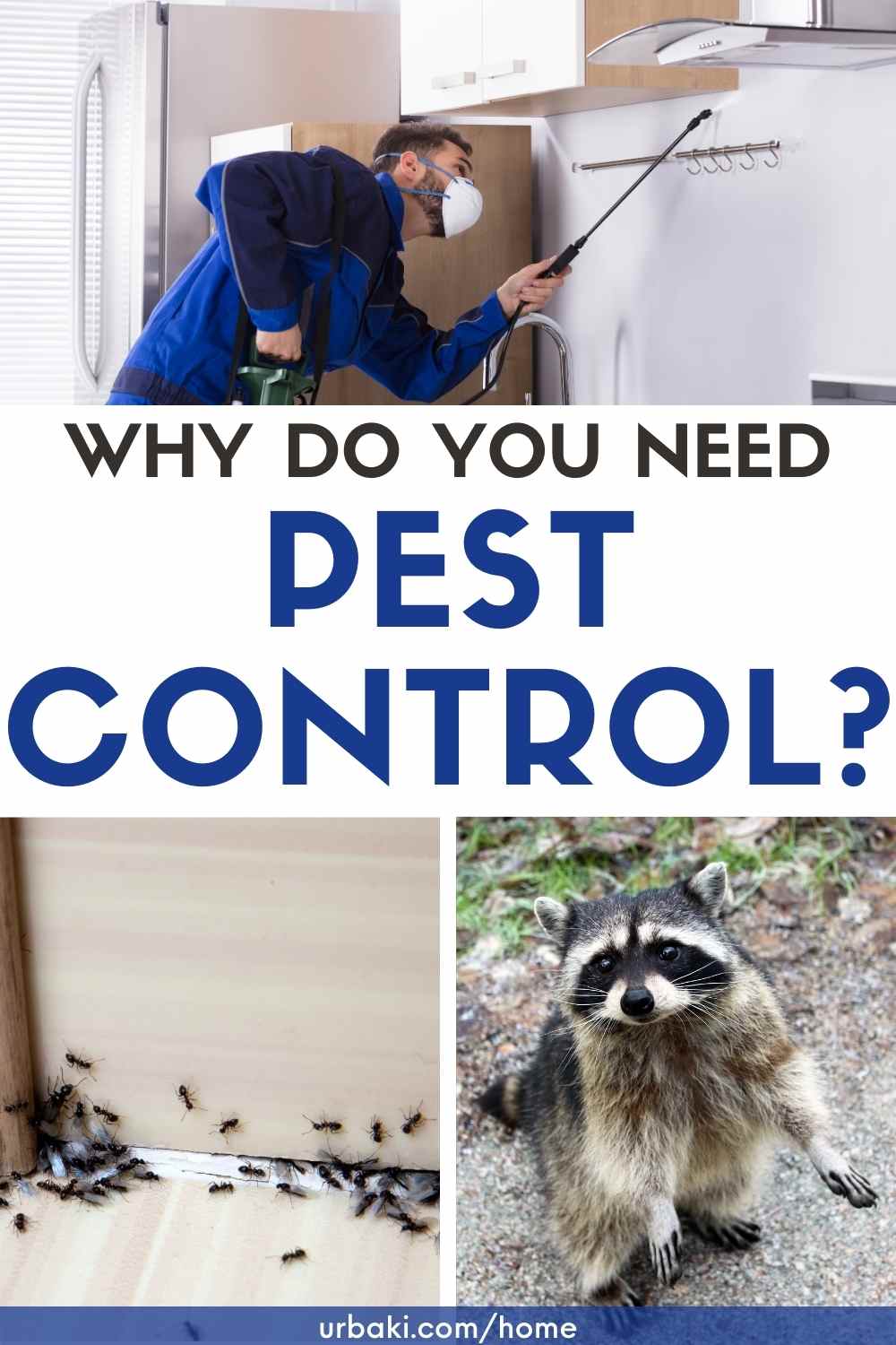 Why Do You Need Pest Control?