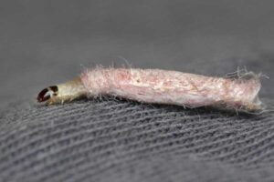 What's Eating Your Clothes? Identify and Get Rid of Bugs