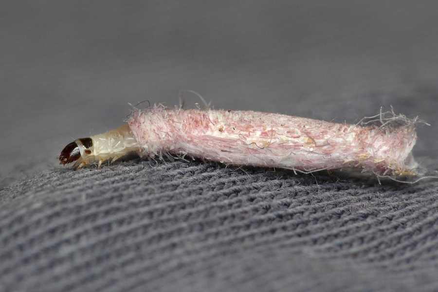 What's Eating Your Clothes? Identify and Get Rid of Bugs