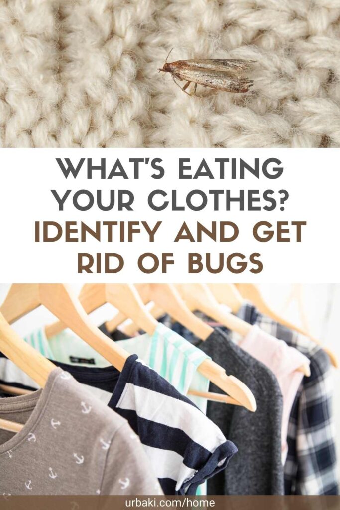 What's Eating Your Clothes? Identify and Get Rid of Bugs