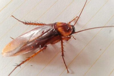 What's Eating Your Clothes? Identify and Get Rid of Bugs
