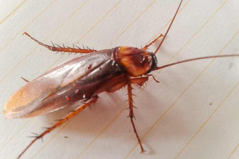 What's Eating Your Clothes? Identify and Get Rid of Bugs