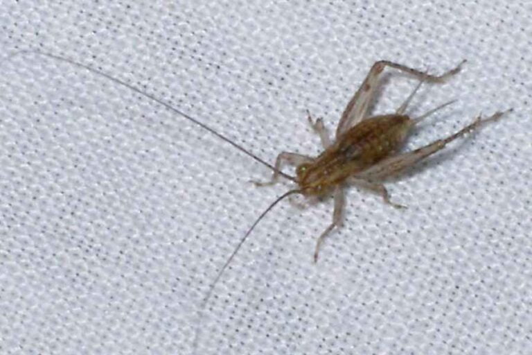 What's Eating Your Clothes? Identify and Get Rid of Bugs