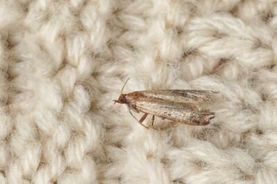 What's Eating Your Clothes? Identify and Get Rid of Bugs