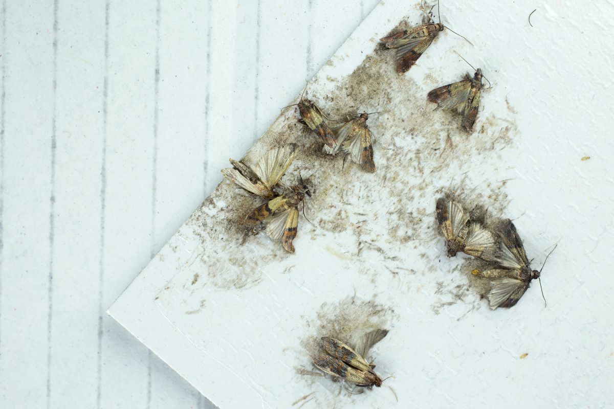 What's Eating Your Clothes? Identify and Get Rid of Bugs