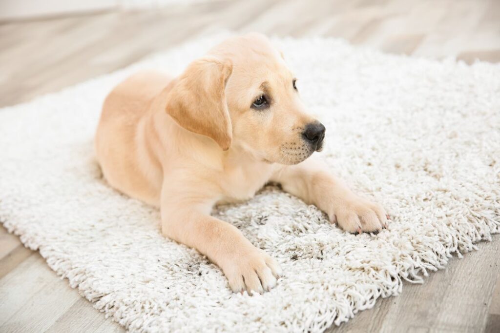 6 Home Design Tips Based on Your Dog's Personality