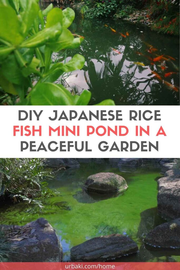 DIY Japanese Rice Fish Mini Pond in a Peaceful Garden