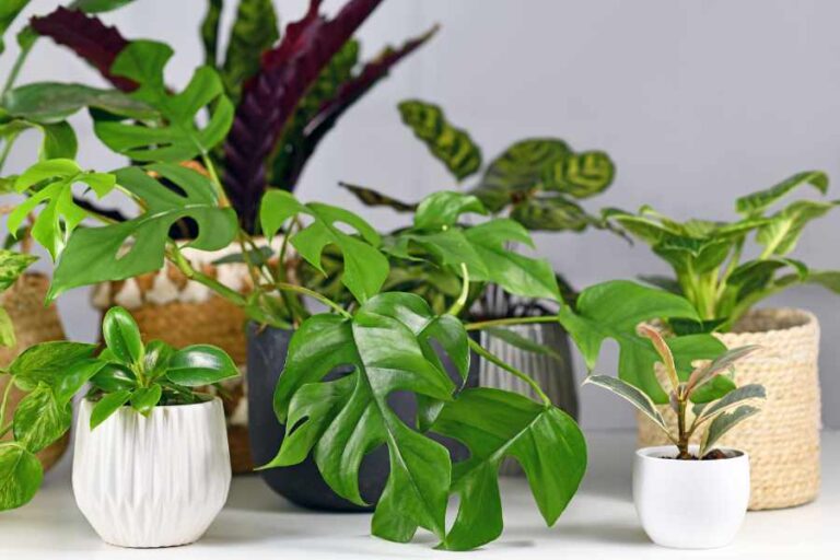 The Ultimate Guide to Decorating Your Home with Plants