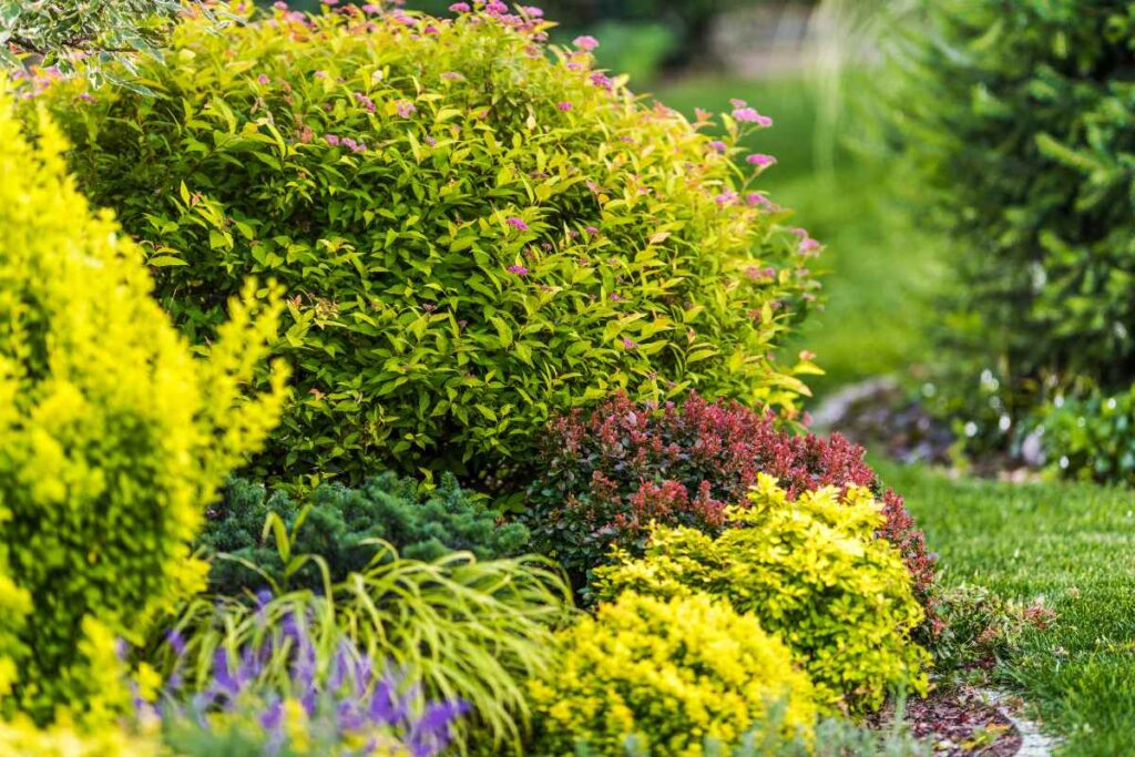 What Are the Best Plants for Low-Maintenance Outdoor Decor?