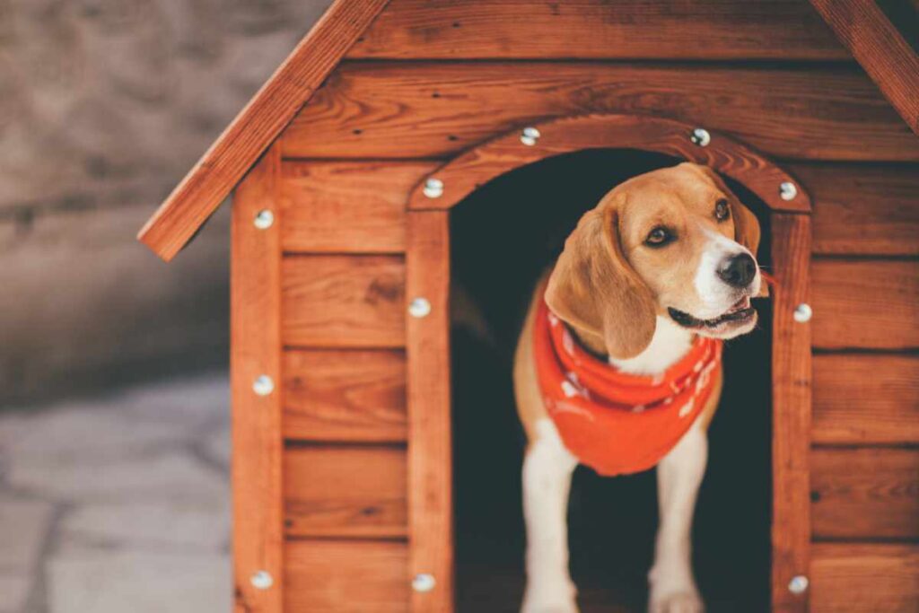 How to Build a Simple Dog House: A Step-by-Step Guide