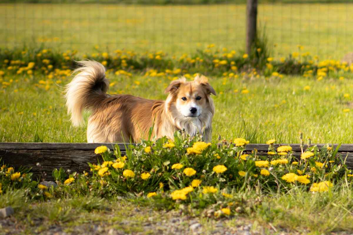 Pet-Friendly Front Yard Landscaping Ideas