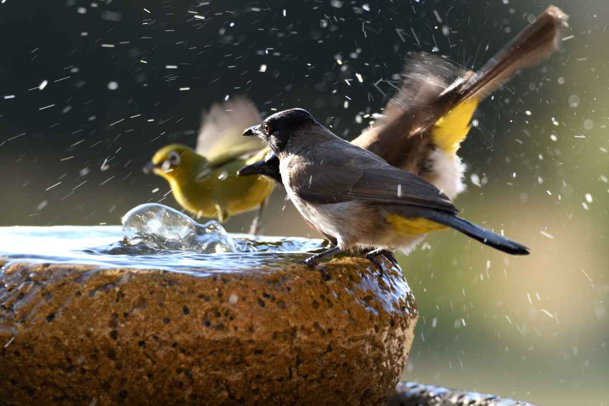 Rustic DIY Bird Baths That Add Charm to Your Garden