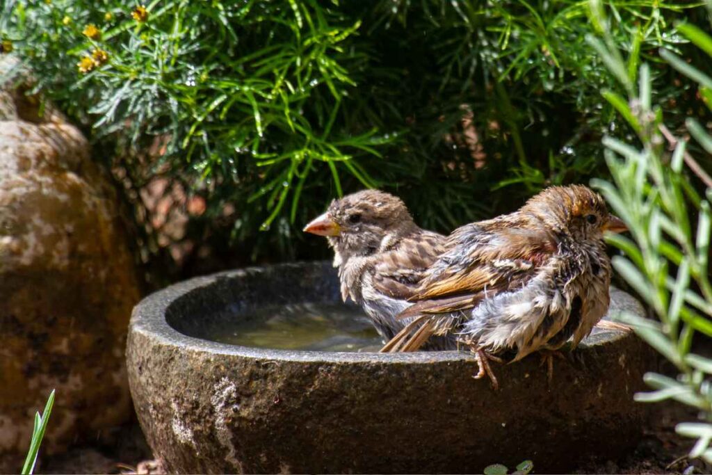 Rustic DIY Bird Baths That Add Charm to Your Garden