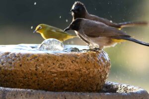 Rustic DIY Bird Baths That Add Charm to Your Garden