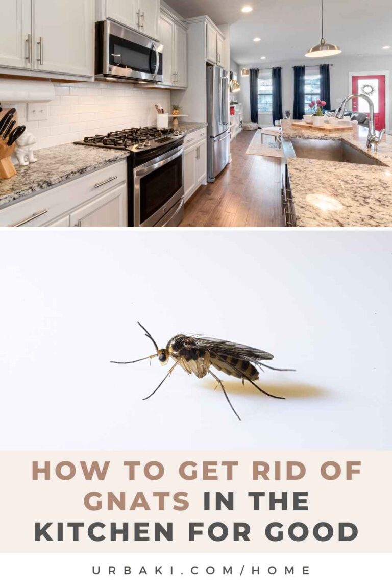 How to Get Rid of Gnats in the Kitchen for Good